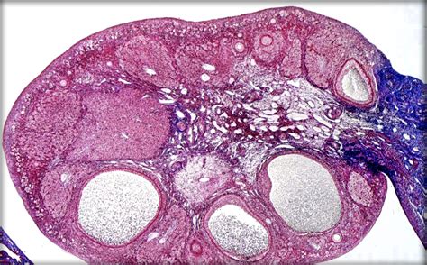 Female Reproductive System A P II Diagram Quizlet