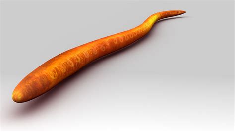 Ascaris Female 3d Model 49 Ma Obj Unknown Free3d