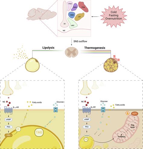 Interplay Between The Brain And Adipose Tissue A Metabolic Conversation Embo Reports