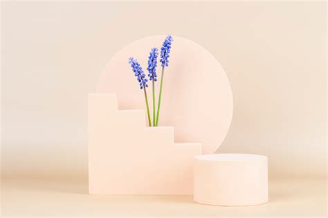 기하학적 인 모양과 푸른 무스카리 꽃이있는 봄 구성 파스텔 베이지 색 배경에 제품 프리젠 테이션과 봄 꽃을위한 연단 플랫폼 정면보기 0명에 대한 스톡 사진 및 기타 이미지