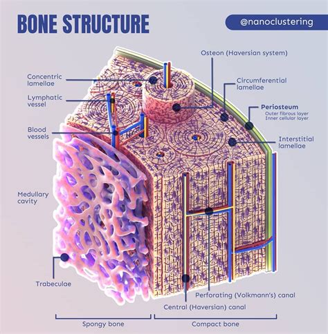 Nanoclustering Illustration On Instagram General Structure Of Compact Bone Coming Up Bone