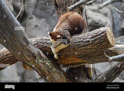 Tree Kangaroo On A Tree Branch Eating Lettuce Stock Photo Alamy
