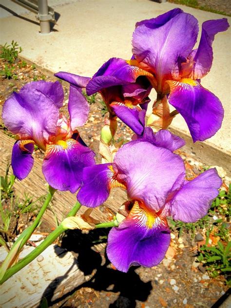 Iris In Bloom Stock Photo Image Of Flower Color Gorgeous