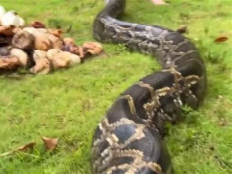 Us Florida Burmese Female Python Nest Found With 111 Eggs In Everglades Us Burmese Python