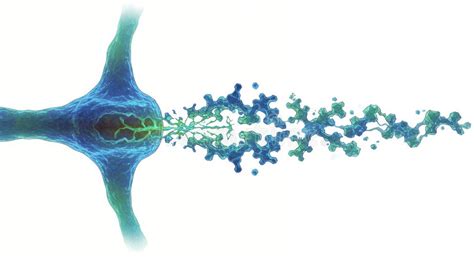 Neuron Transmitting Signal Through Synapse With Branching Molecular Pathway Stock Illustration
