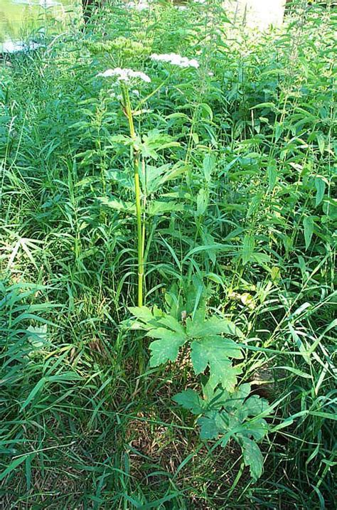 Common Cowparsnip Common Cowparsnip