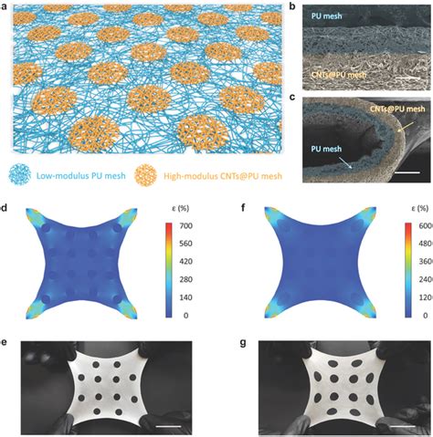 Design Of The Quasi‐homogeneous Elastomer Mesh With Patterned Strain Download Scientific