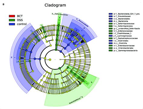 Lefse Analysis Of Intestinal Microbiota Among Different Mice Groups