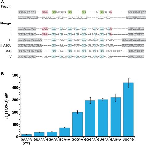 Rna Peach And Mango Orthogonal Two Color Fluorogenic Aptamers Distinguish Nearly Identical Ligands