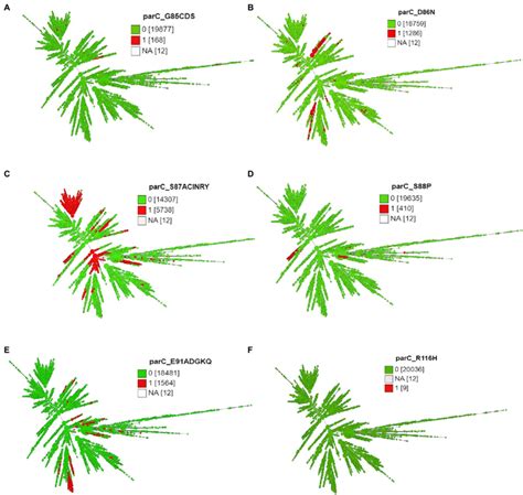 Minimum Spanning Tree Comparing Core Genome Allelic Profiles With