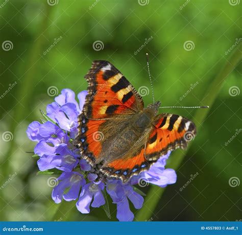 Small Tortoiseshell Stock Image Image Of Closeups Closeup 4557803
