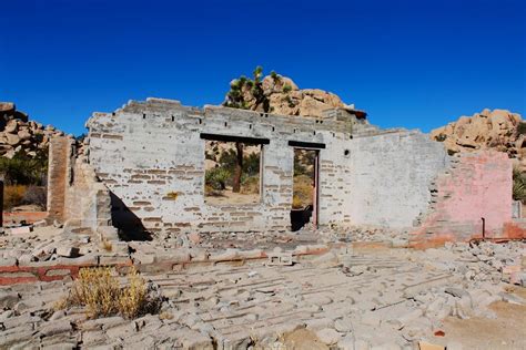 Curious Adaptations Of Californias Joshua Tree Touristsecrets