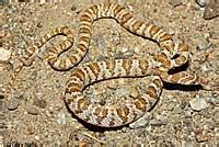 California Lyresnake Trimorphodon Lyrophanes