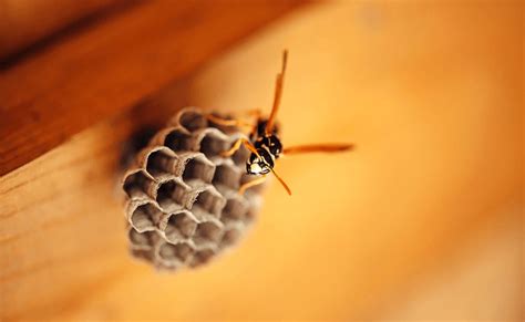 How To Deter Wasps From A Patio Storables