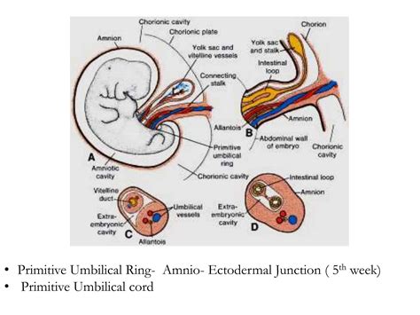 8formation And Features Of Umbilical Cord Amnioticppt