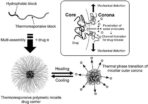 Schematic Illustration Of Thermoresponsive Polymeric Micelle Drug Download Scientific Diagram