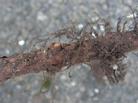 What Is A Rhizome Japanese Knotweed Ltd