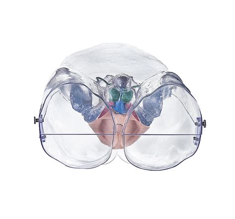 Transparent Model Of The Male Sexual Organs Adam Rouilly