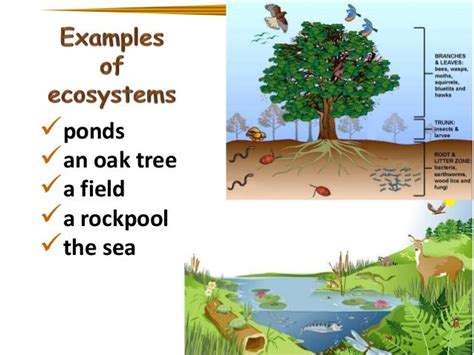 Biology Form 4 Chapter 8 Dynamic Ecosystem Part 1