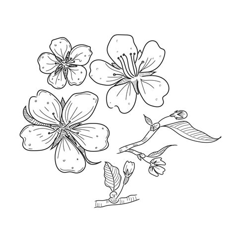Cherry Blossom Line Art Vector 11975292 Vector Art At Vecteezy
