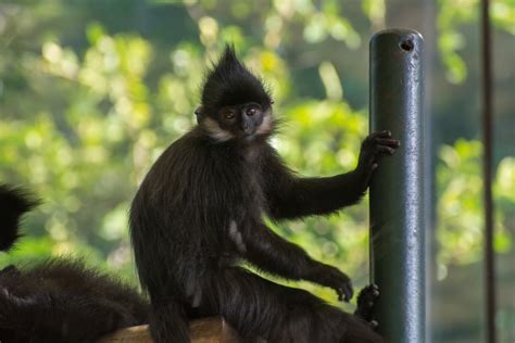 François Langur The Mysterious Monkey Of Southeast Asia