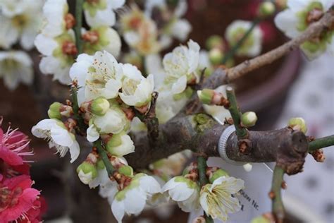 Sexual Expression Of Bonsai Trees Swindon District Bonsai