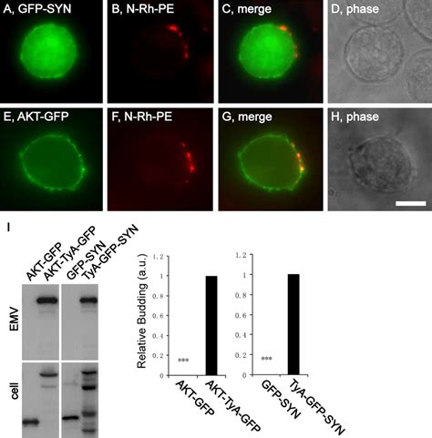 pip 2 and pip 3 binding domains do not target gfp to sites of vesicle
