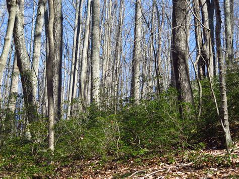 Piedmont Acidic Oak Hickory Forest Piedmont Discovery Center