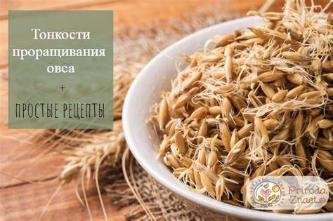 Как прорастить овёс: пошаговый рецепт в домашних условиях, польза и ...