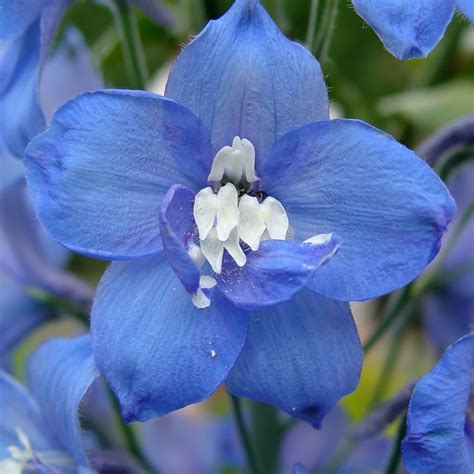 Delphinium Blue Mirror Lake Of Bays Garden Centre