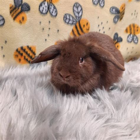 Meet Sage 💚 This Handsome Bunny Bunch Rabbit Rescue Facebook