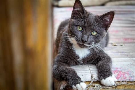 Reddit Dive Into Anything