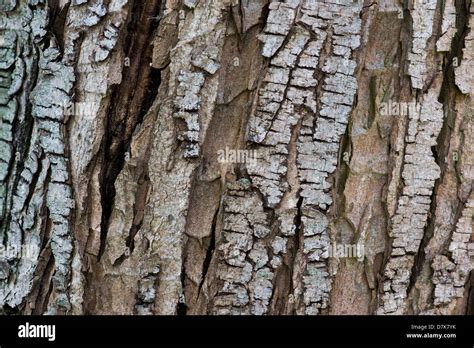 Sugar Maple Bark Identification