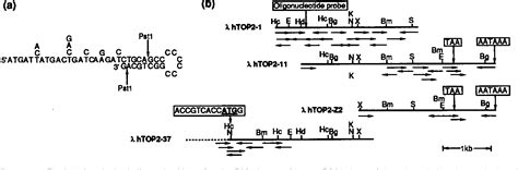 Figure 1 From Cloning And Sequencing Of Cdna Encoding Human Dna Topoisomerase Ii And