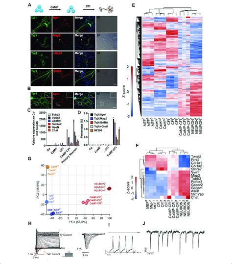 Direct Chemical Reprogramming System Into Neuronal Lineage Was