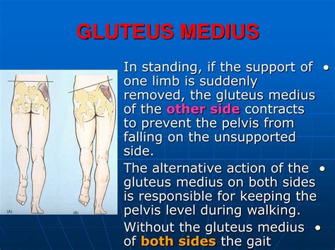 Ppt Comprehensive Overview Of Gluteal Region Anatomy And Function