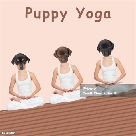 요가를 하는 세 명의 여성의 현대 미술 콜라주 강아지 모양의 머리를 가진 연꽃 자세로 앉아 있습니다 예술에 대한 스톡 사진 및