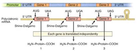 Gene Regulation Flashcards Quizlet
