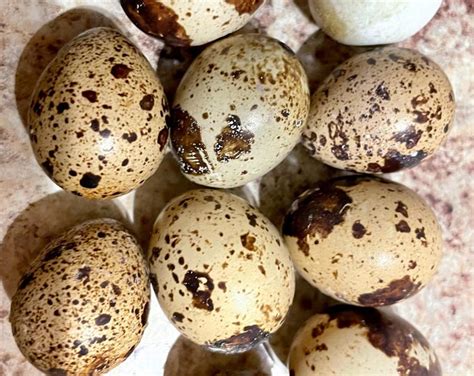 Fresh Coturnix Quail Eggs One Dozen Etsy