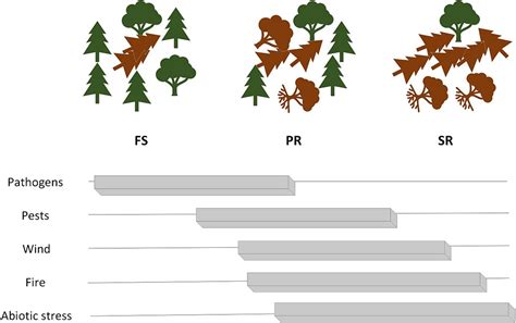 Frontiers The Fate Of Remnant Trees After Wind Disturbances In Boreal And Temperate Forests
