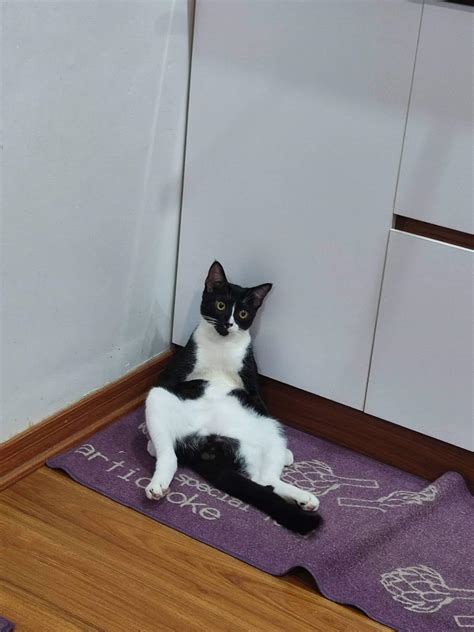 1st Time Having Catnip Look Like He Went For A Long Trip Cats