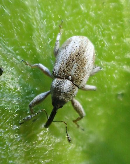 Anthonomus Ornatulus Anthonomus Ornatulus Bugguidenet