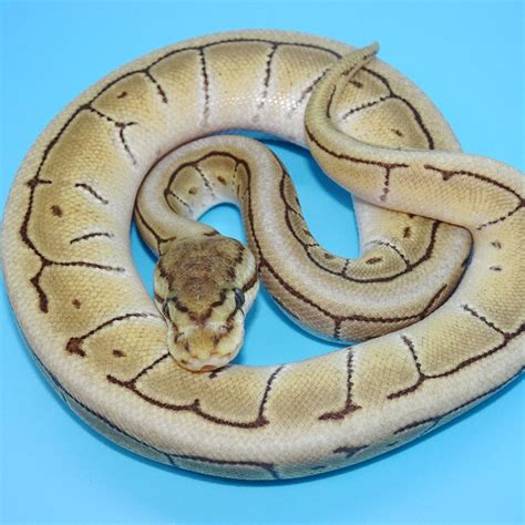 Mojave Spider Pinstripe Ball Python Hatchling