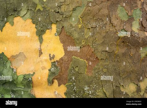 Colored Tree Bark Texture Stock Photo Alamy