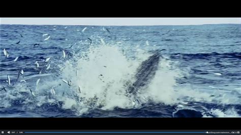 Vue2之视频播放插件vue Video Player（兼容多种方式）vue2 Csdn专栏