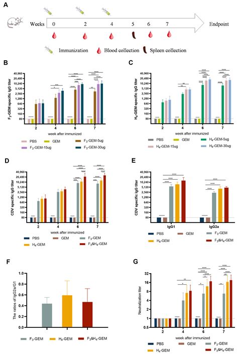 Viruses Free Full Text A Bacterium Like Particle Vaccine Displaying Envelope Proteins Of
