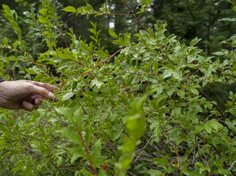 Its Huckleberry Season Cascade Forest Conservancy