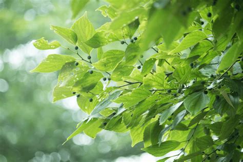 Is Hackberry Good Firewood Can You Burn It