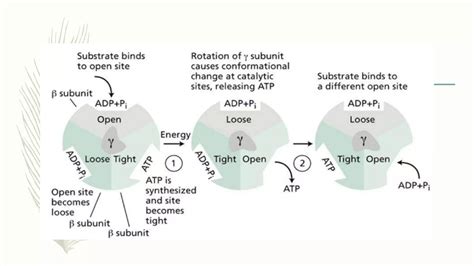 Atp Synthase Structure And Function Pptx Biological Sciences Science