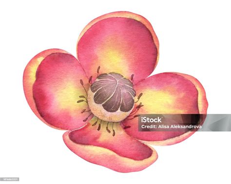 망고스틴 꽃 수채화 그림입니다 고립된 배경에 이국적인 열대 피는 식물의 손으로 그린 꽃 스케치 아이콘 또는 로고에 대한 아시아 허브의 식물 그림입니다 화려한 그림 0명에